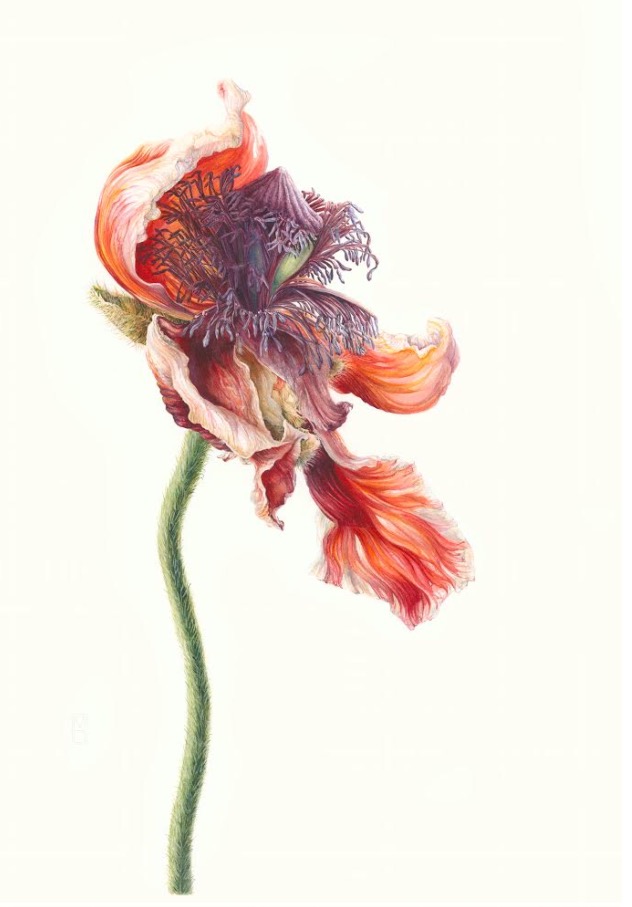 Botanical Art – MARY DILLON – Botanical