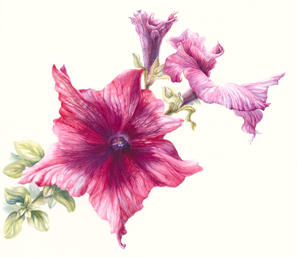 Botanical Art – MARY DILLON – Botanical