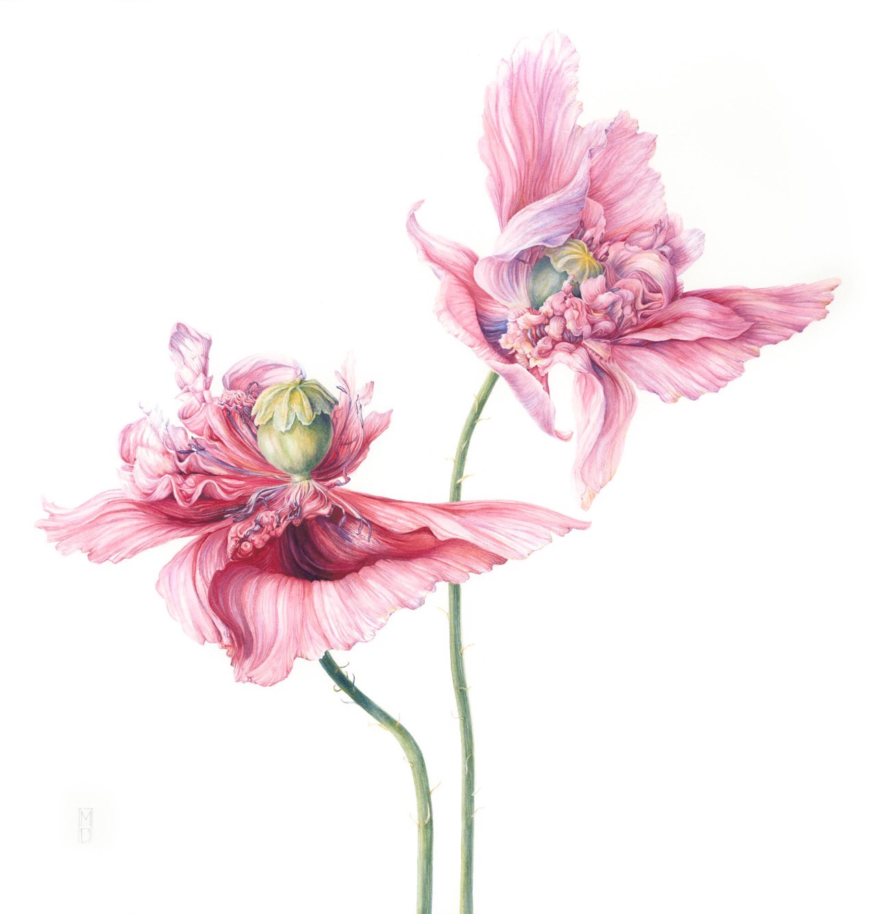 Botanical Art – MARY DILLON – Botanical